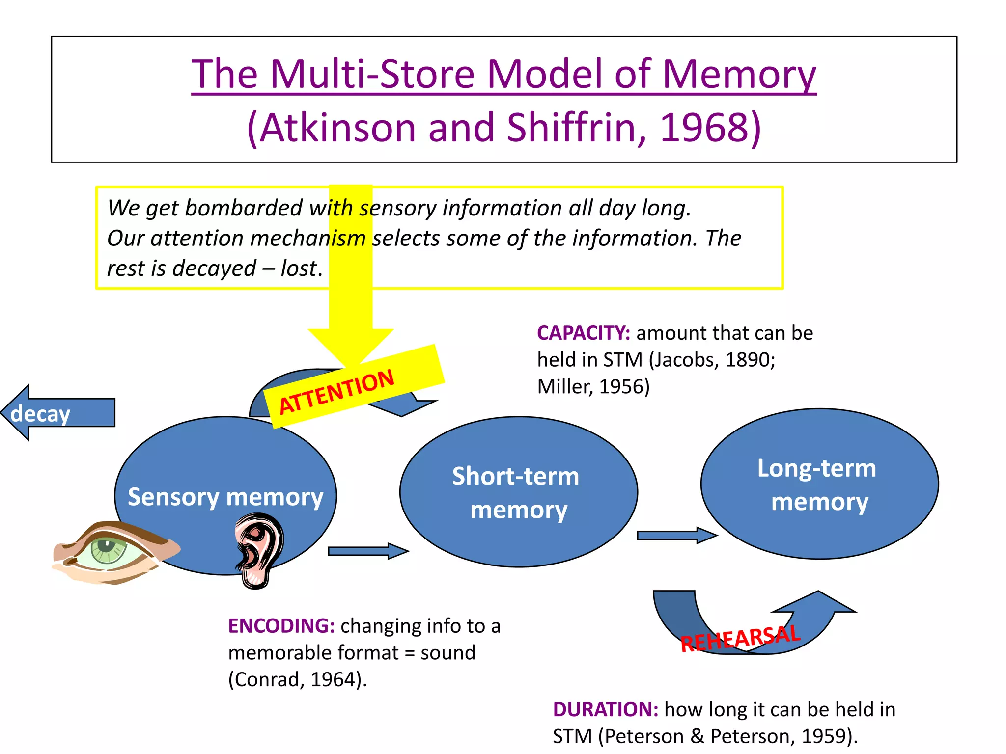 Multi store model of memory | PPTX