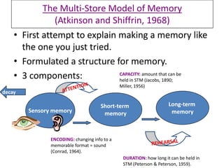 Multi store model of memory | PPTX
