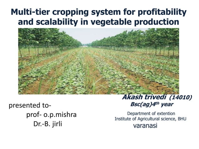 Multi tier cropping system | PPTX | Agriculture | Industries