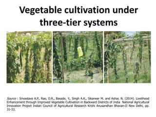 Multi tier cropping system | PPTX