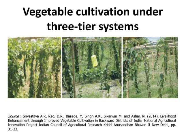 Multi tier cropping system | PPTX | Agriculture | Industries