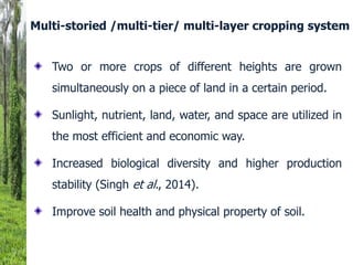 Multi tier cropping system | PPTX