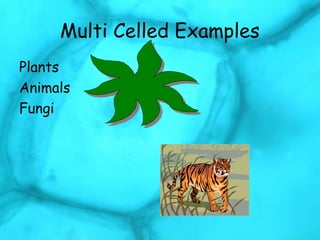 Multi and single celled organisms comparisons | PPT