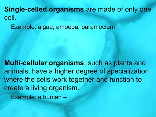 Multi and single celled organisms comparisons | PPT