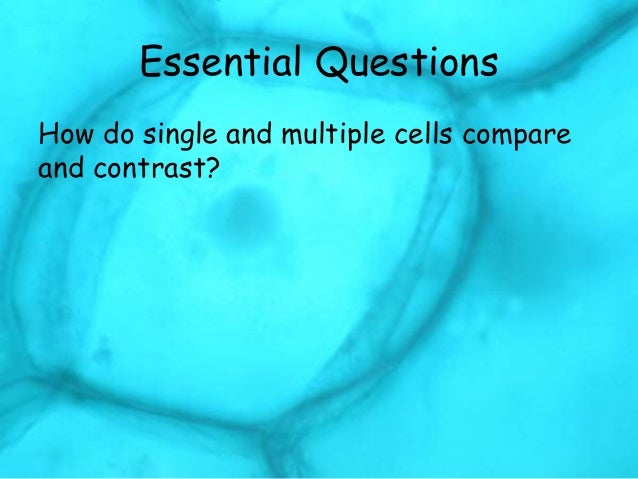 Multi and single celled organisms comparisons Multi and single celled organisms comparisons