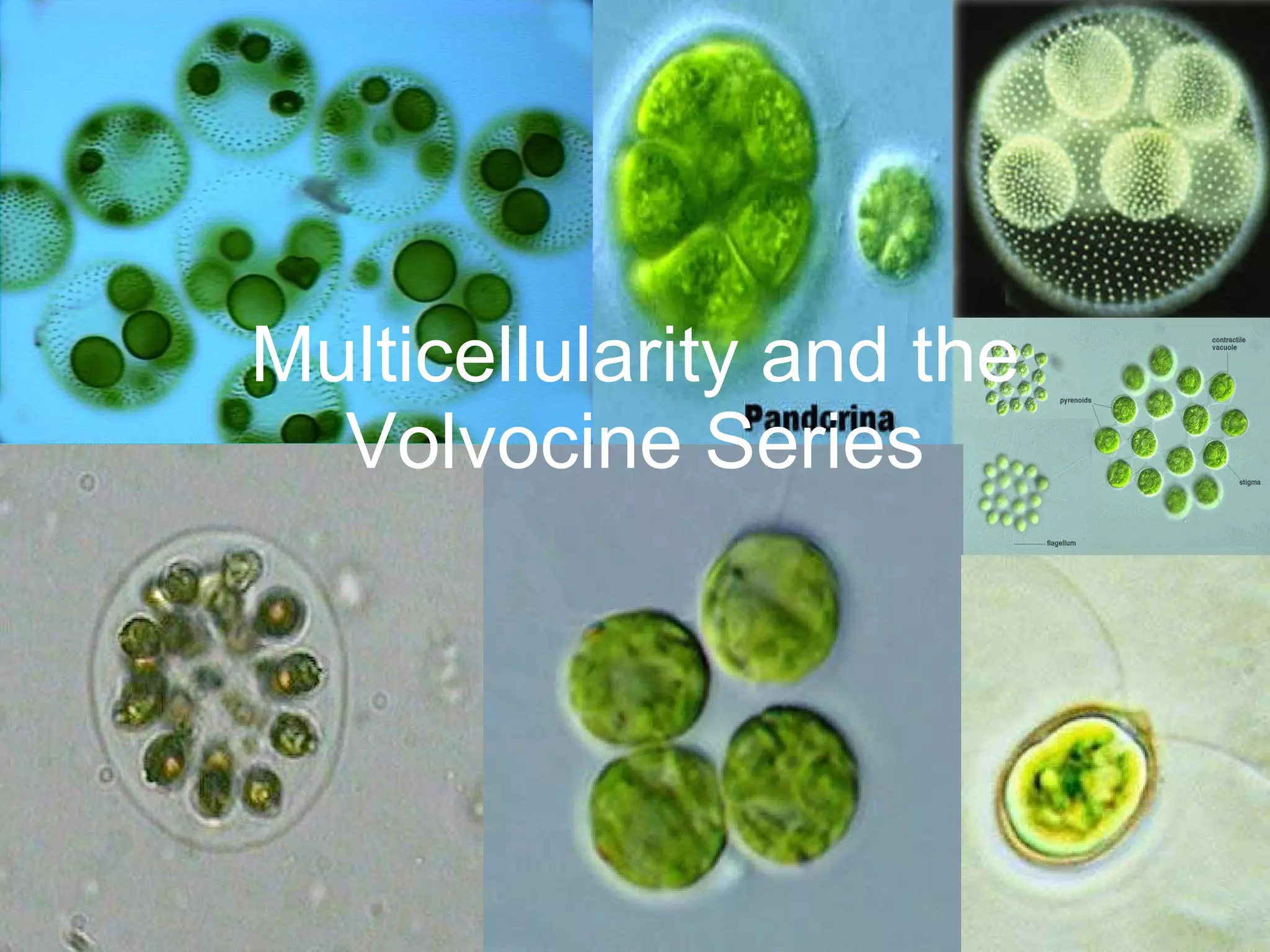 Multicellularity and the volvocine series | PPT