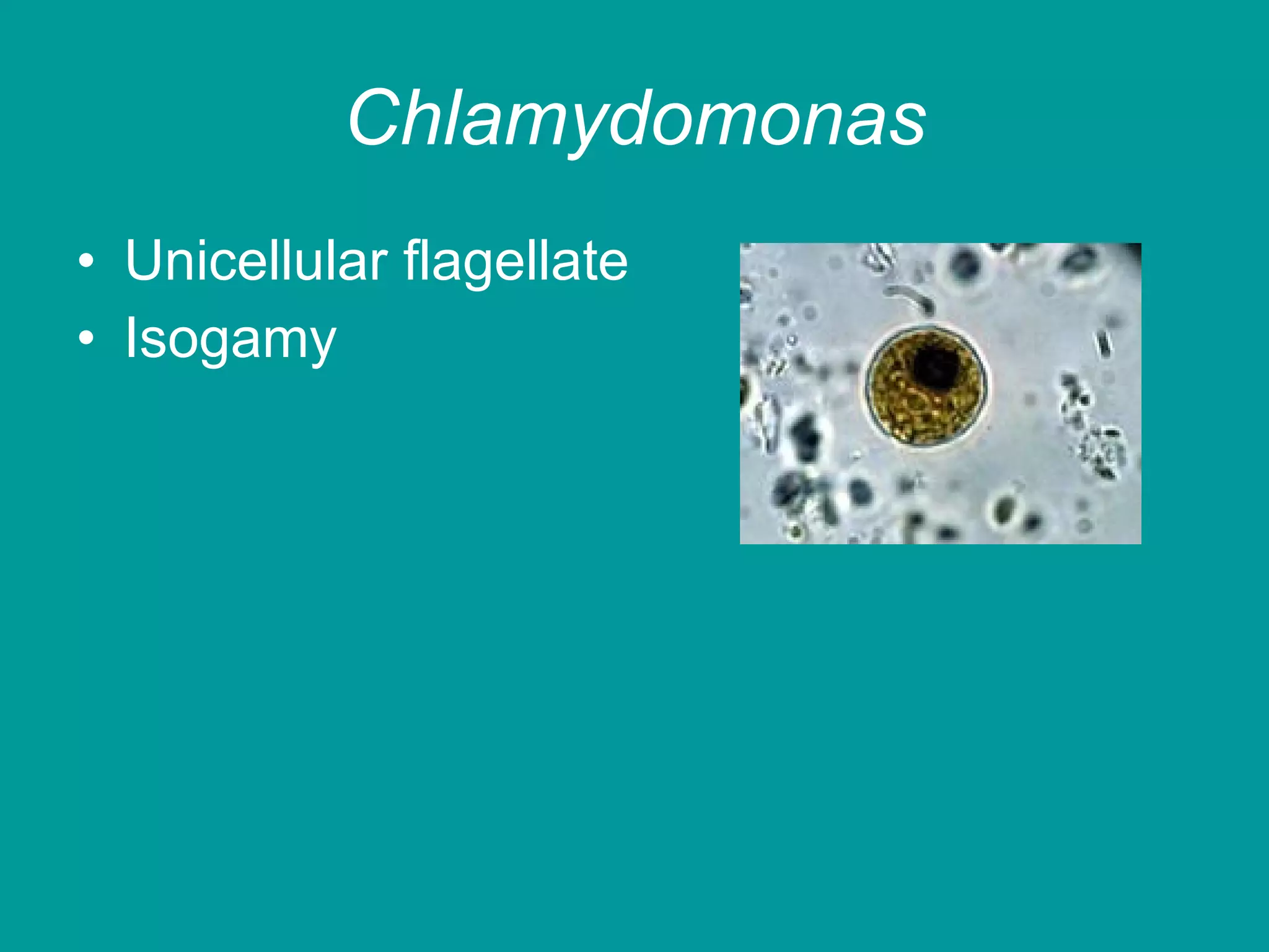 Multicellularity and the volvocine series | PPT