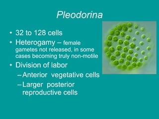 Multicellularity and the volvocine series | PPT | Biological Sciences ...