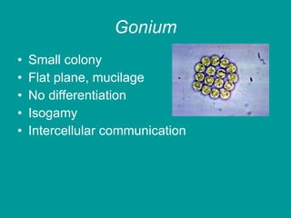 Multicellularity and the volvocine series | PPT | Biological Sciences ...
