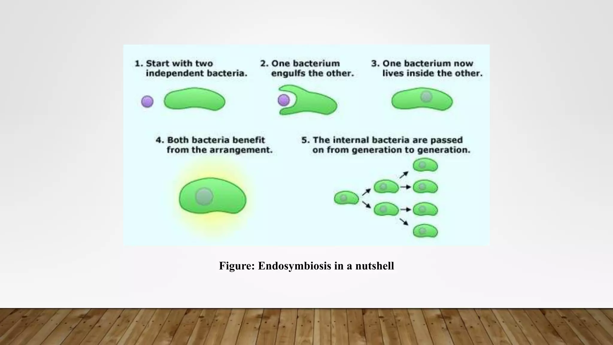 Multicellular Organism And Origin Hypothesis Of Multicellularity | PPTX