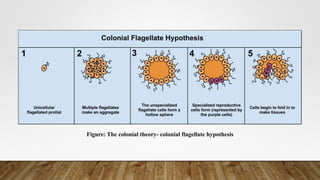 Multicellular Organism And Origin Hypothesis Of Multicellularity | PPTX