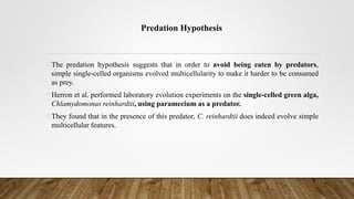 Multicellular Organism And Origin Hypothesis Of Multicellularity | PPTX