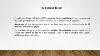 Multicellular Organism And Origin Hypothesis Of Multicellularity | PPTX