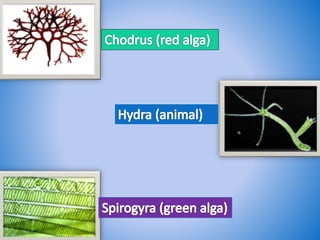 Multicellular Organisms Plants