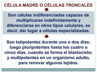Multicelularidad y diferenciación | PPTX