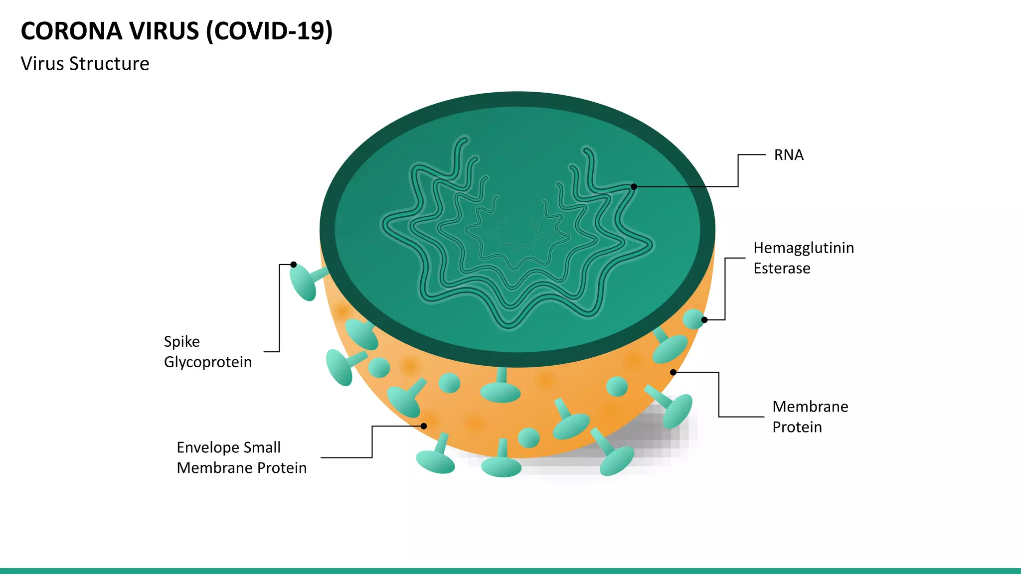 multicolor-corona-virus-covid-19-animated-16x9.pptx | Infectious ...