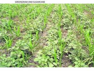 Multicropping | PPT | Free Download