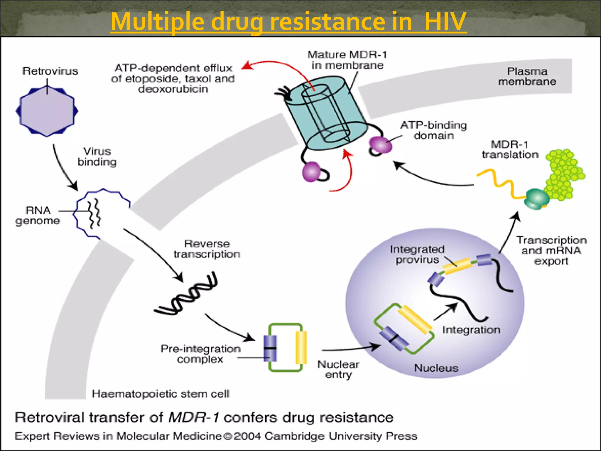 Multi drug resistanse | PPT