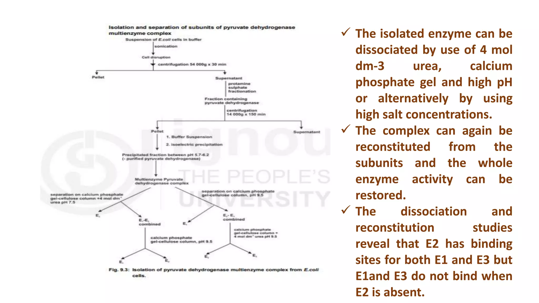 Multienzyme System.pdf