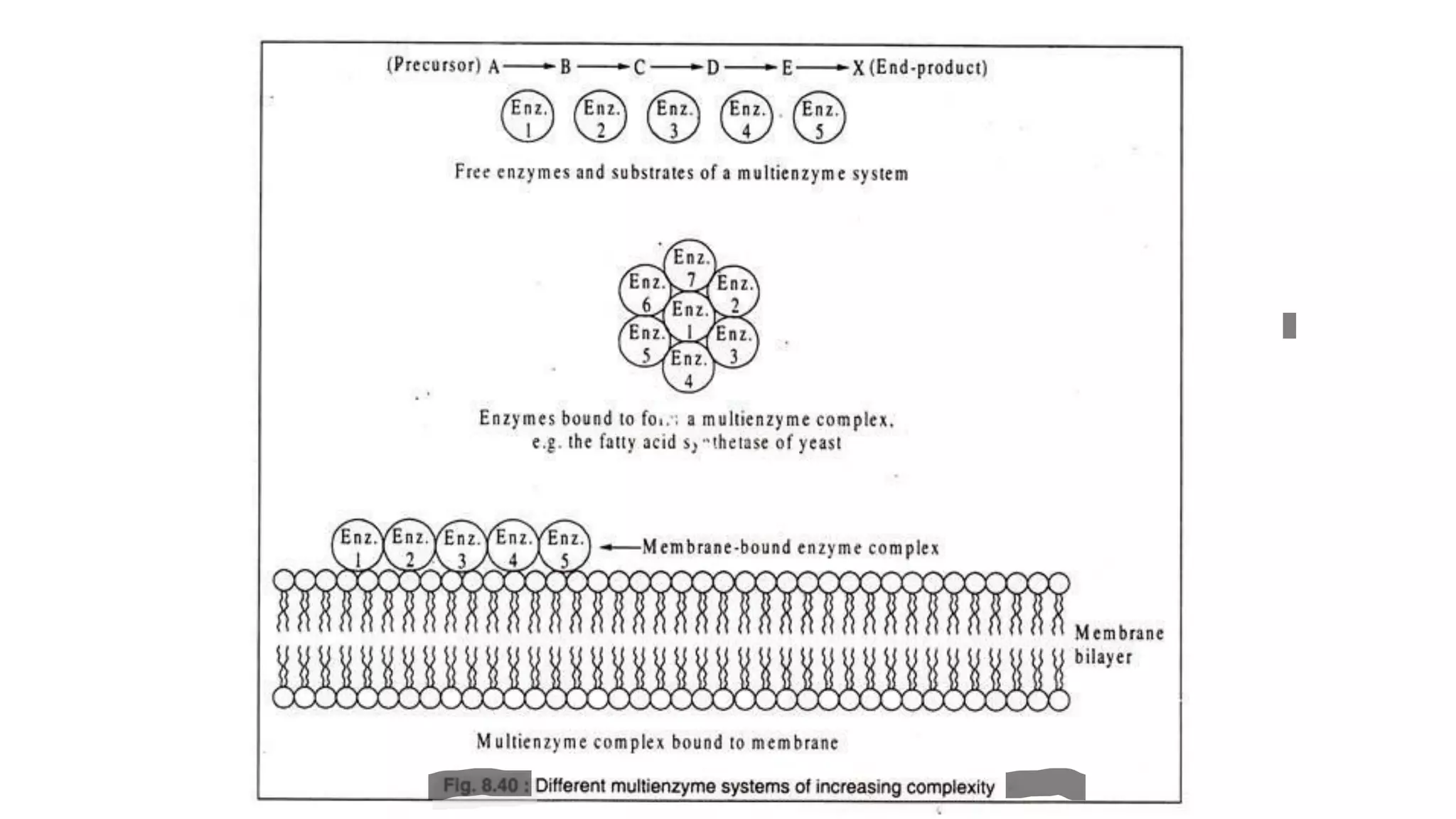Multienzyme System.pdf