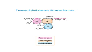 Multienzyme System.pdf