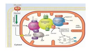 Multienzyme System.pdf