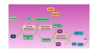 Multienzyme System.pdf