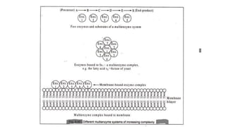 Multienzyme System.pdf