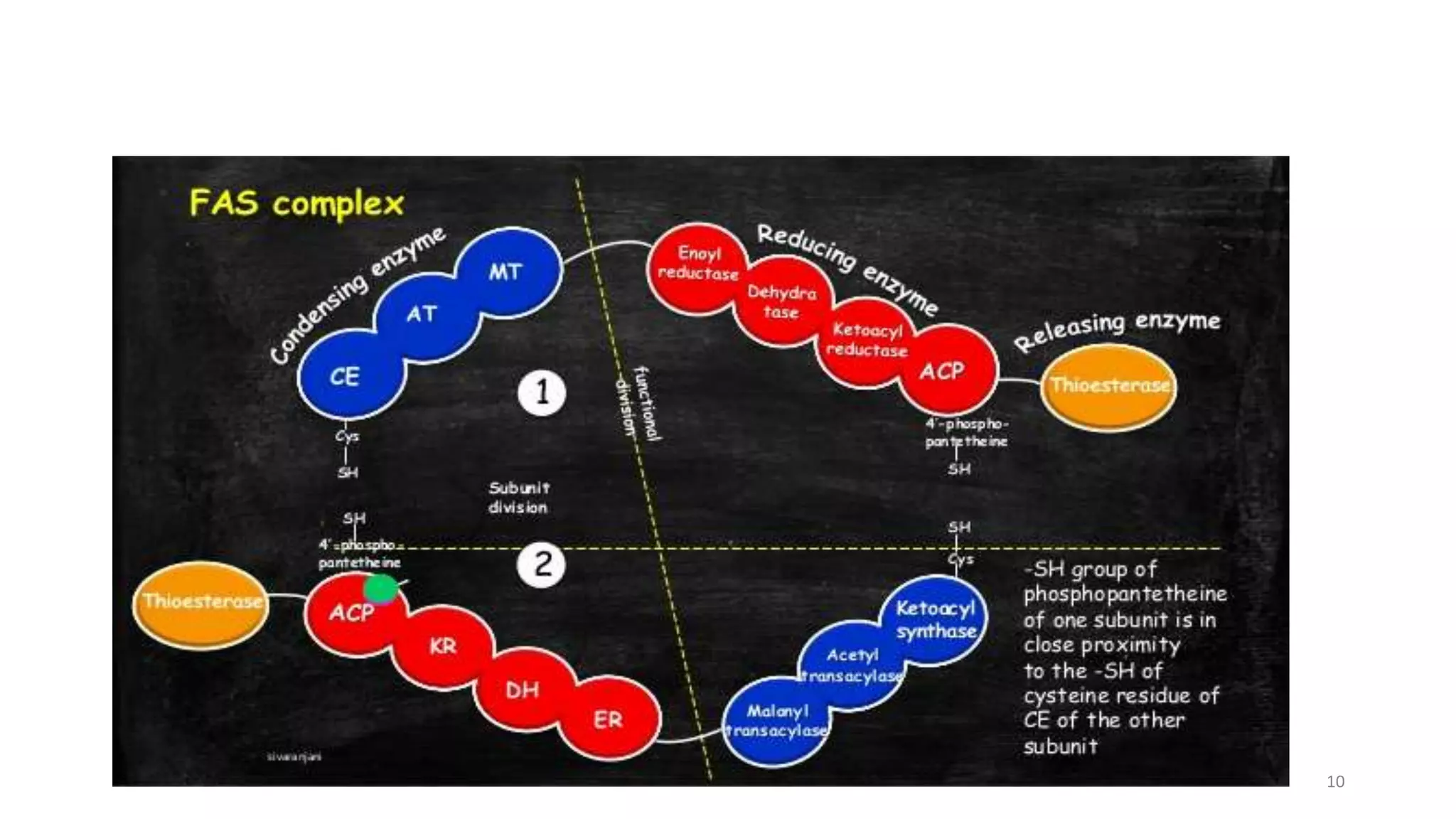 Multifunctional enzymes | PPTX