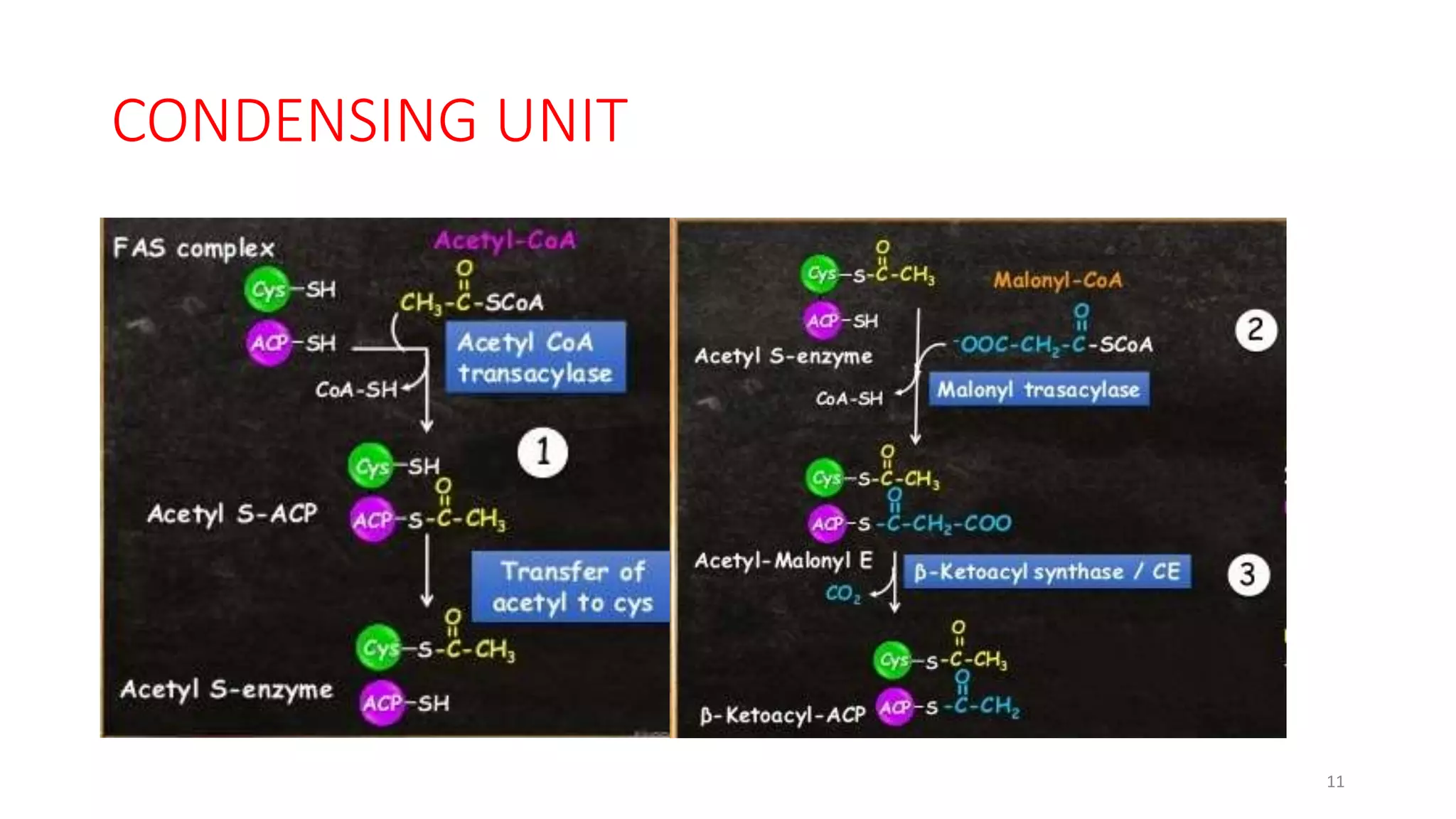 Multifunctional enzymes | PPTX