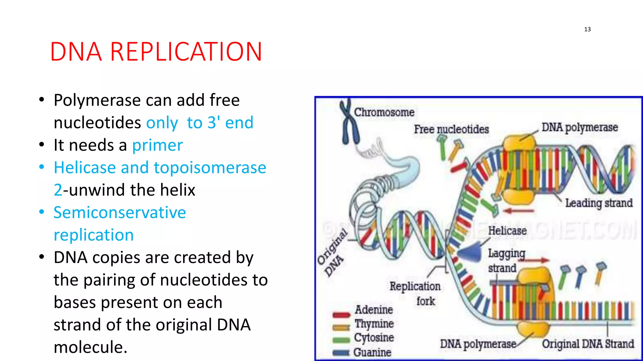 Multifunctional enzymes | PPTX