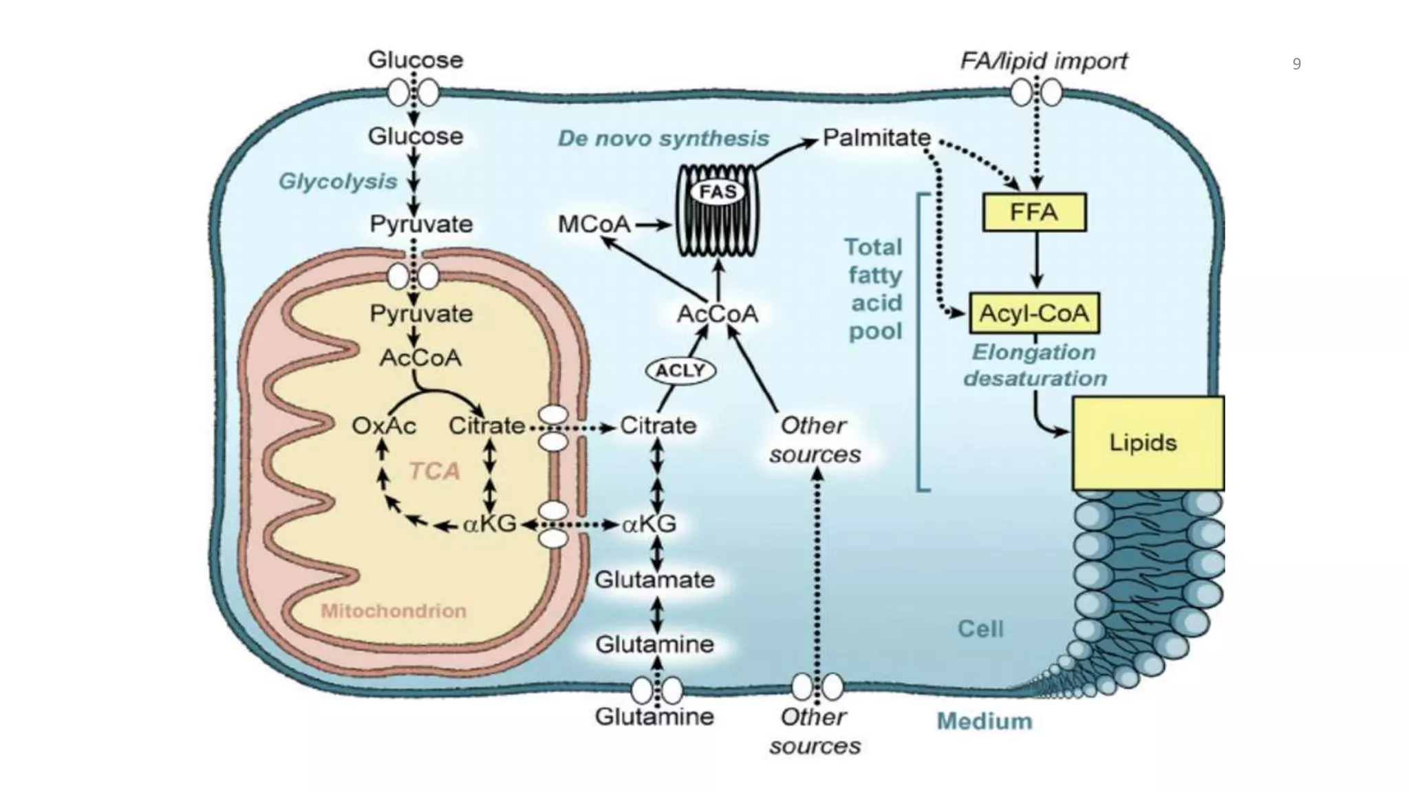 Multifunctional enzymes | PPTX