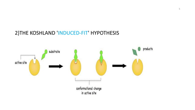 Multifunctional enzymes | PPT
