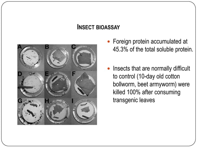 Multigene engineering in plants | PPTX | Genetics | Science