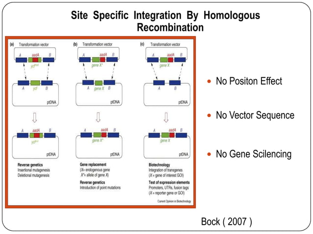 Multigene engineering in plants | PPTX | Genetics | Science