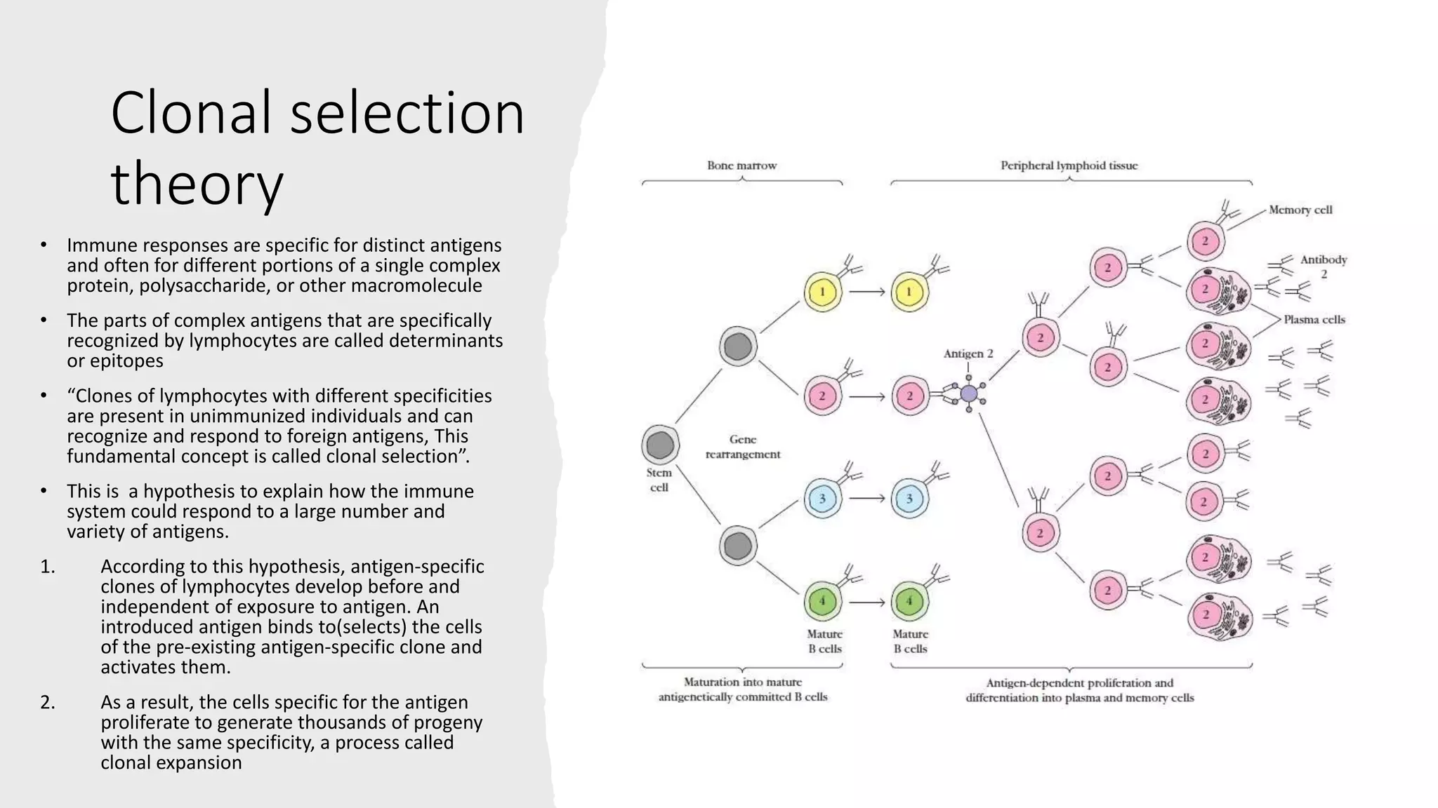 Multigene organization of immunoglobulins | PPTX