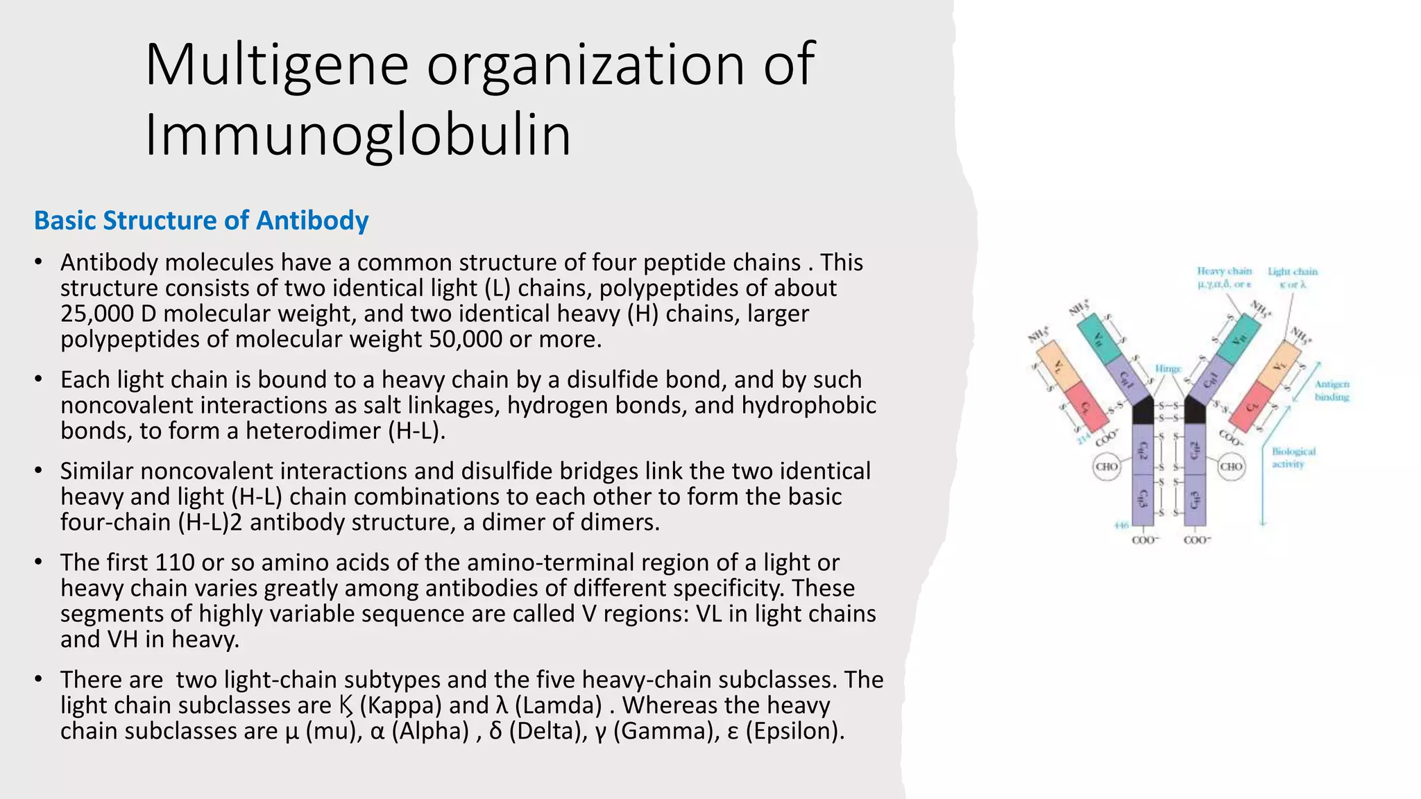 Multigene organization of immunoglobulins | PPTX