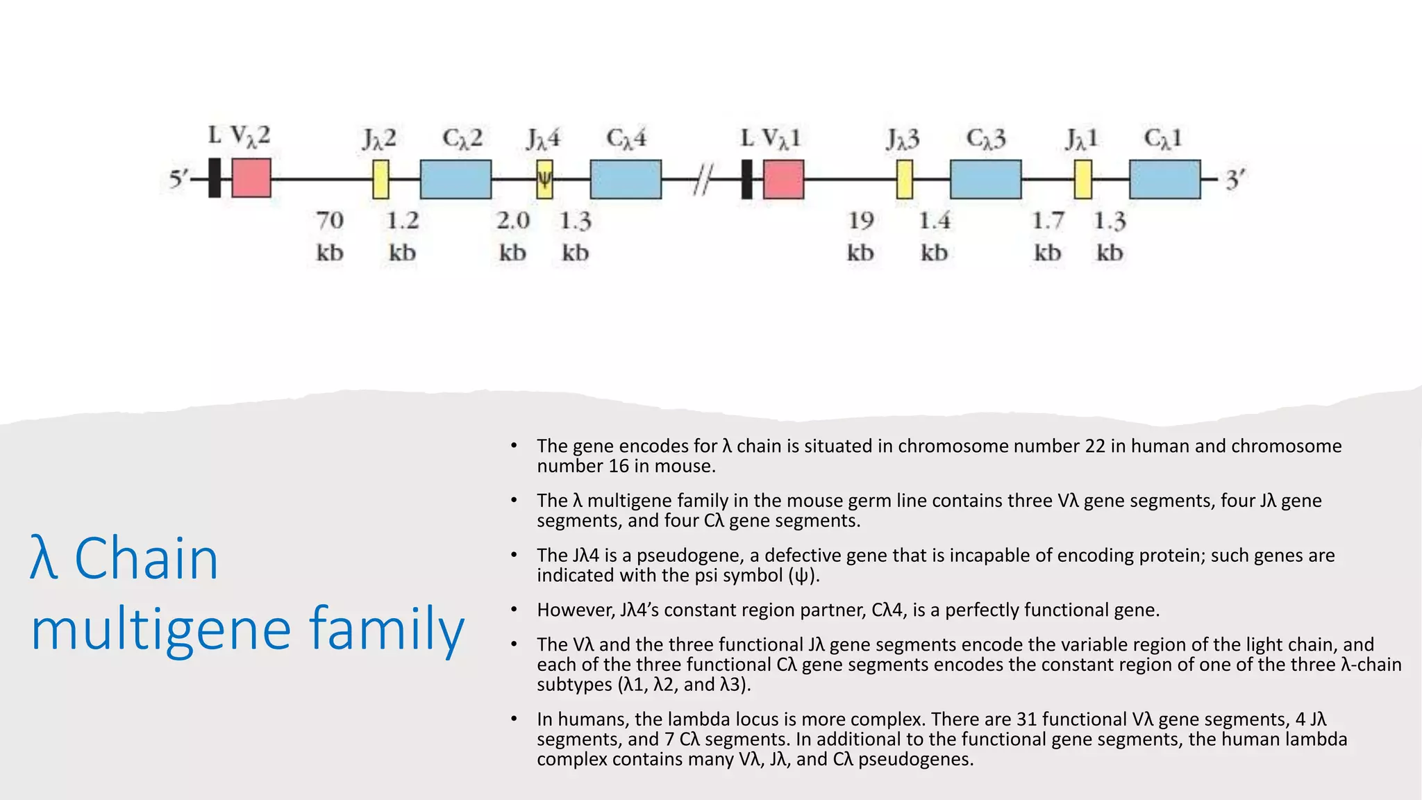 Multigene organization of immunoglobulins | PPTX