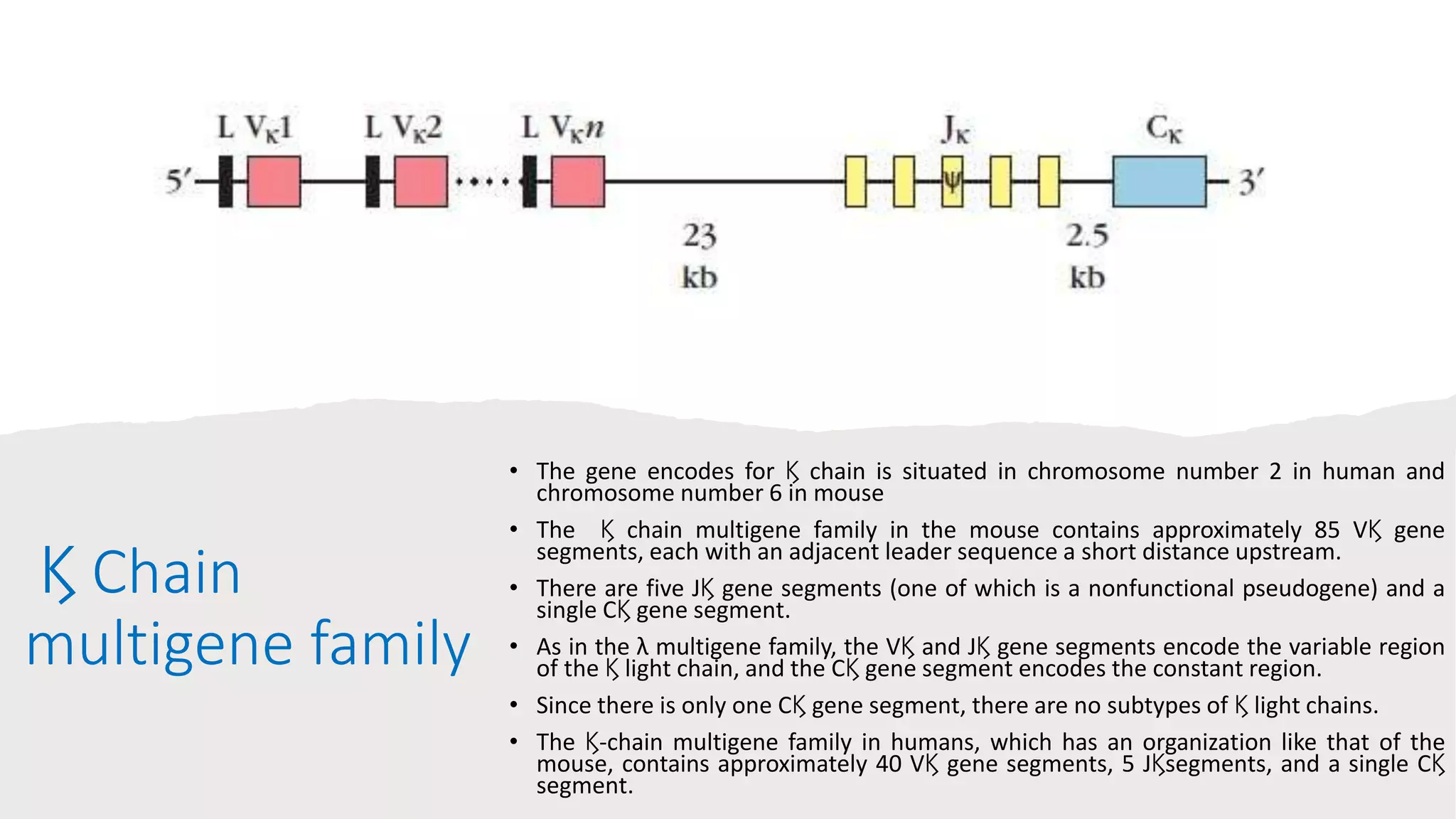 Multigene organization of immunoglobulins | PPTX