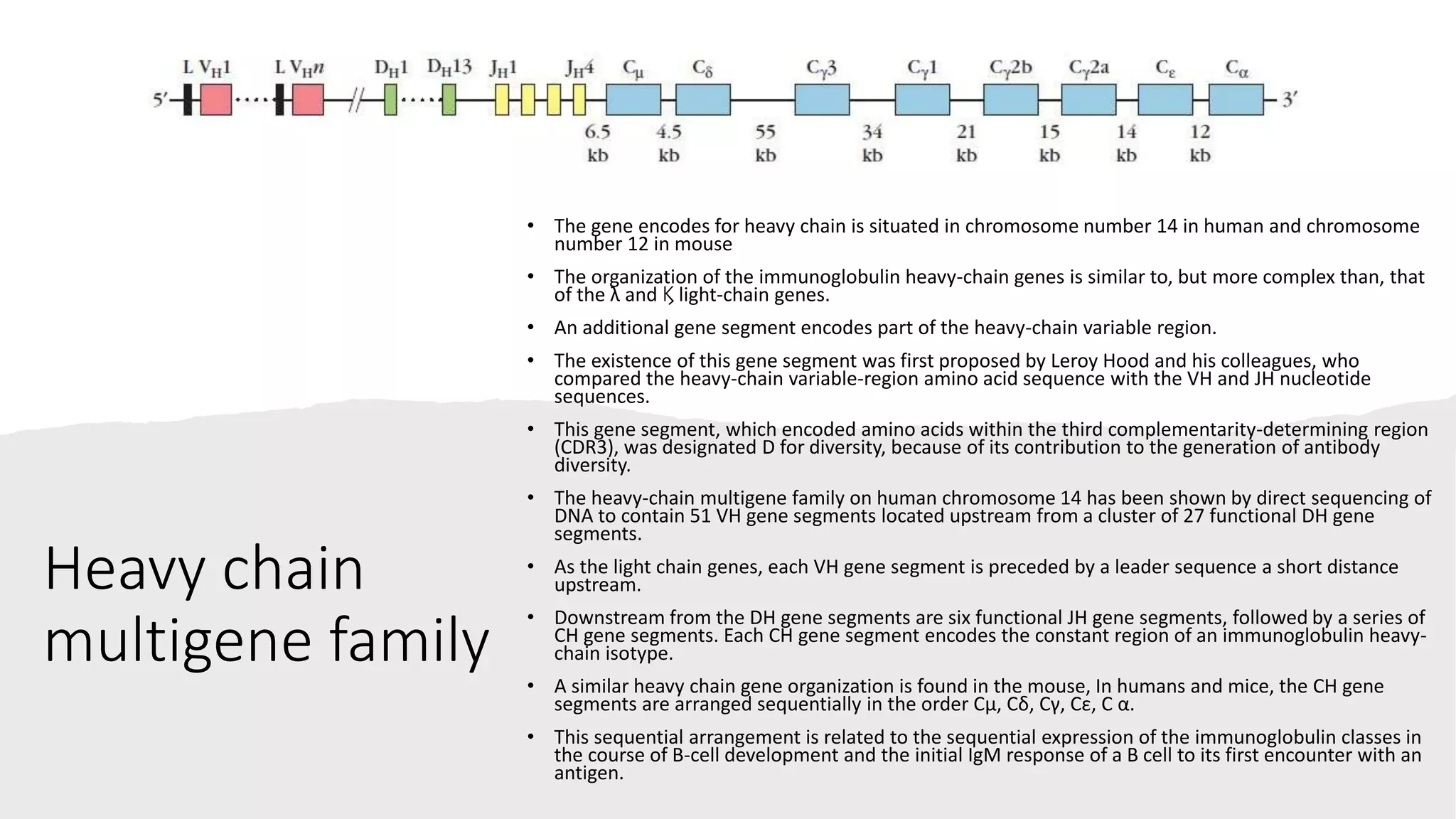Multigene organization of immunoglobulins | PPTX