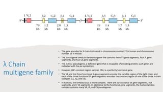 Multigene organization of immunoglobulins | PPTX