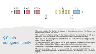 Multigene organization of immunoglobulins | PPTX