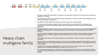Multigene organization of immunoglobulins | PPTX