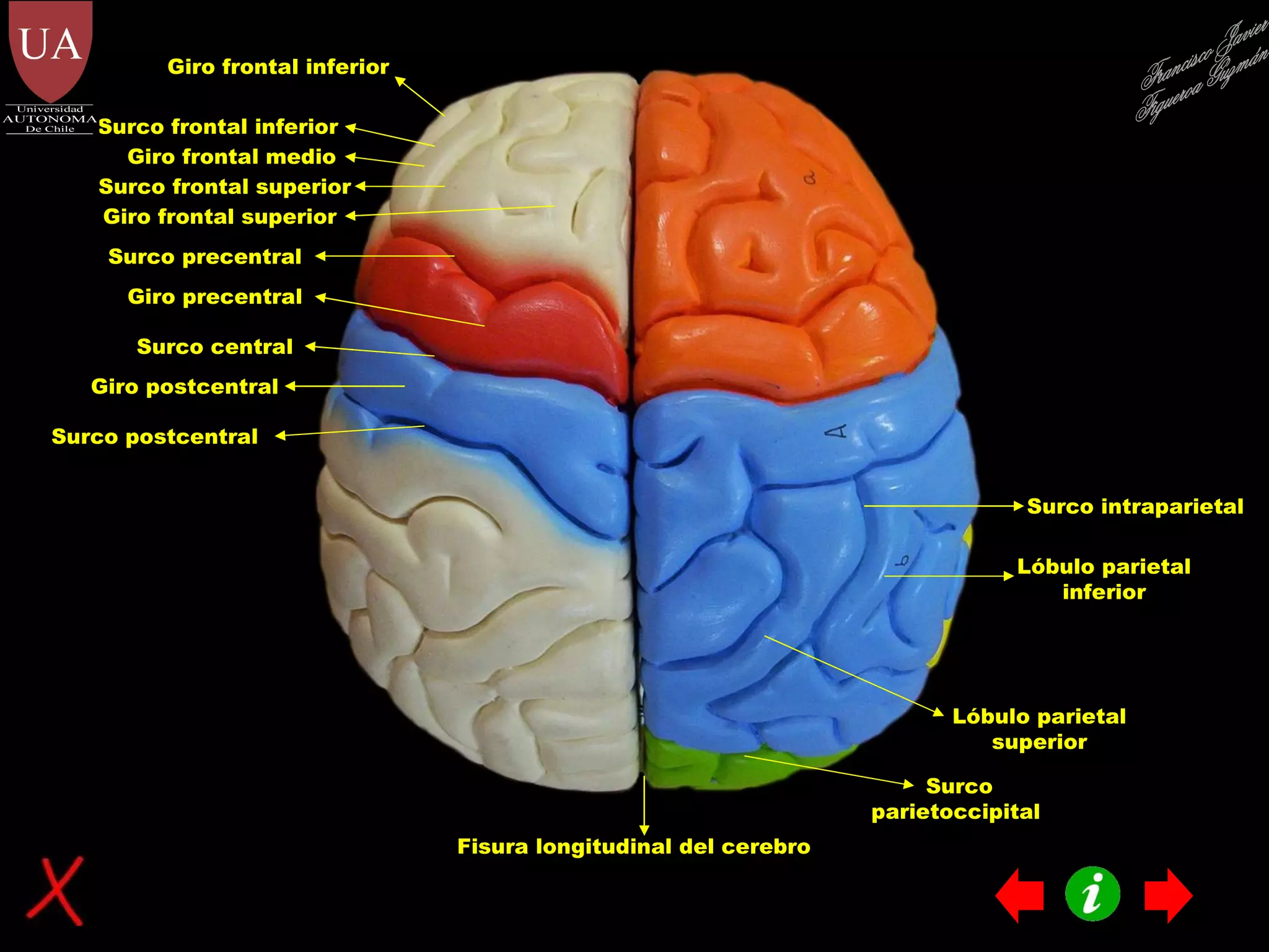 Multimedia AnatomíA Ua | PPT