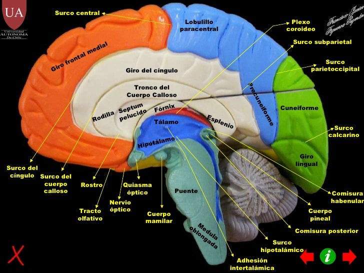 Multimedia AnatomíA Ua