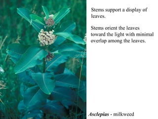 Multimedia lession | PPT