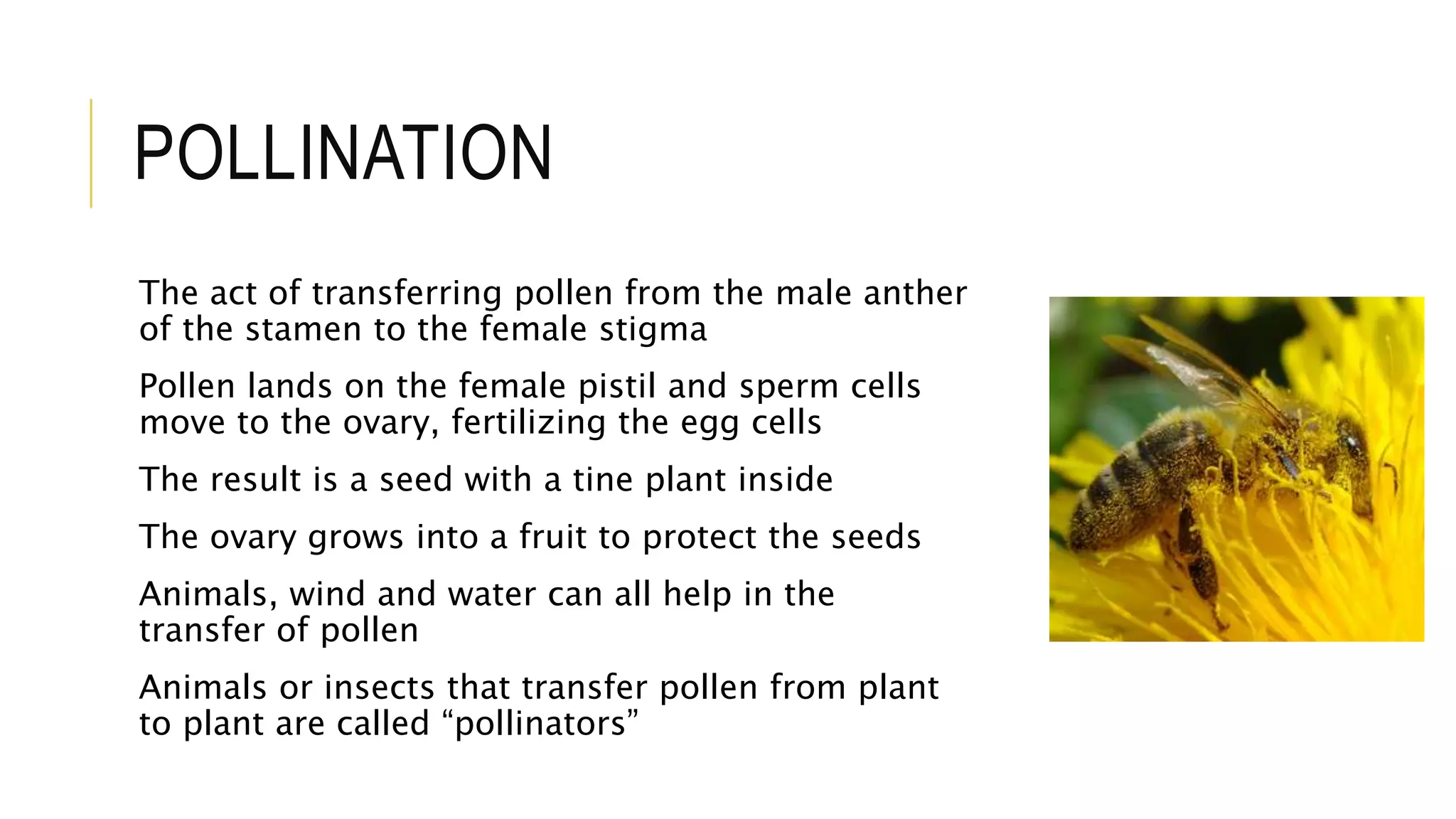 Multimedia presentation gloria varela | PPTX