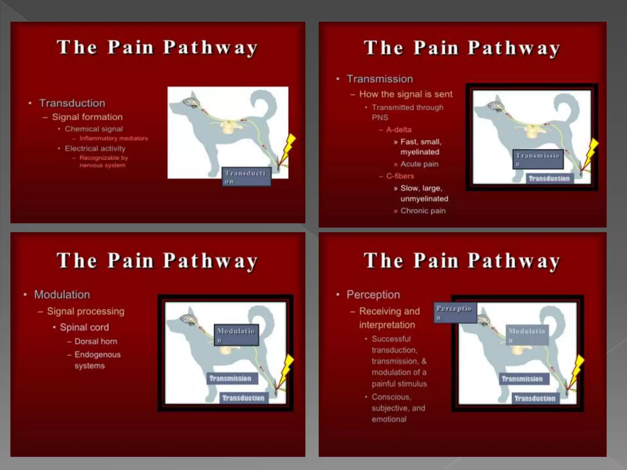 Multimodal pain management following surgical procedures | PPTX