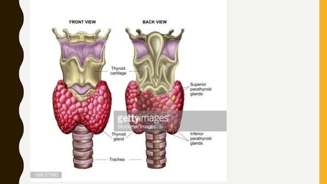 Multi nodular goitre (MNG) | PPTX | Thyroid Disorders | Endocrine and ...