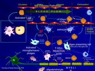 Multiple sclerosis-basic-principles-and-new-developments596 (1) | PPTX | Brain and Nervous ...